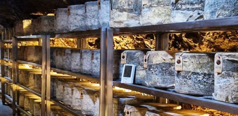 Cave aged cheddar cheese expertly matured within Wookey Hole Caves