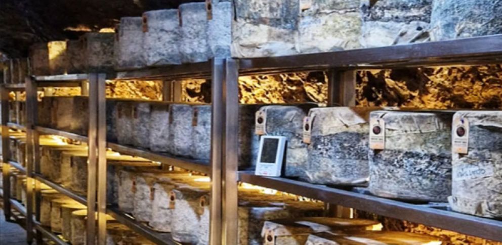 Cave aged cheddar cheese expertly matured within Wookey Hole Caves